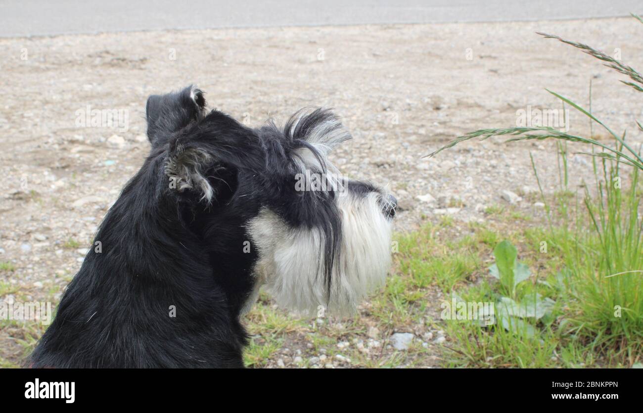 Black miniature schnauzer hi-res stock photography and images - Alamy