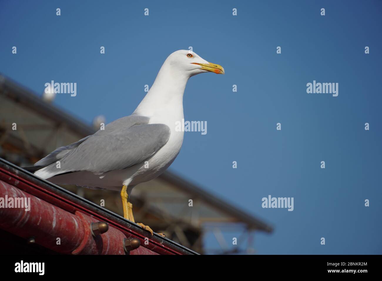Close up picture seagull hi-res stock photography and images - Alamy