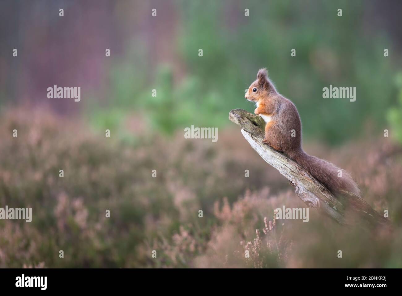 Red squirrel in profile on hi-res stock photography and images - Alamy