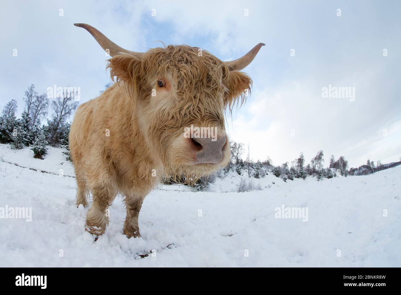 Highland cow in snow hi-res stock photography and images - Alamy