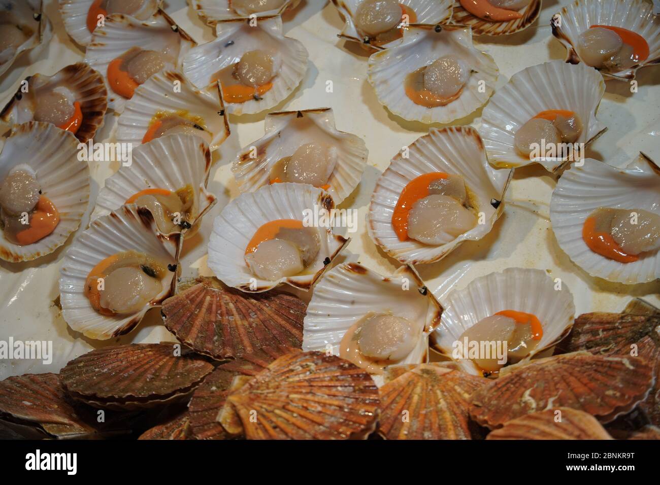 Pecten jacobaeus hi-res stock photography and images - Alamy