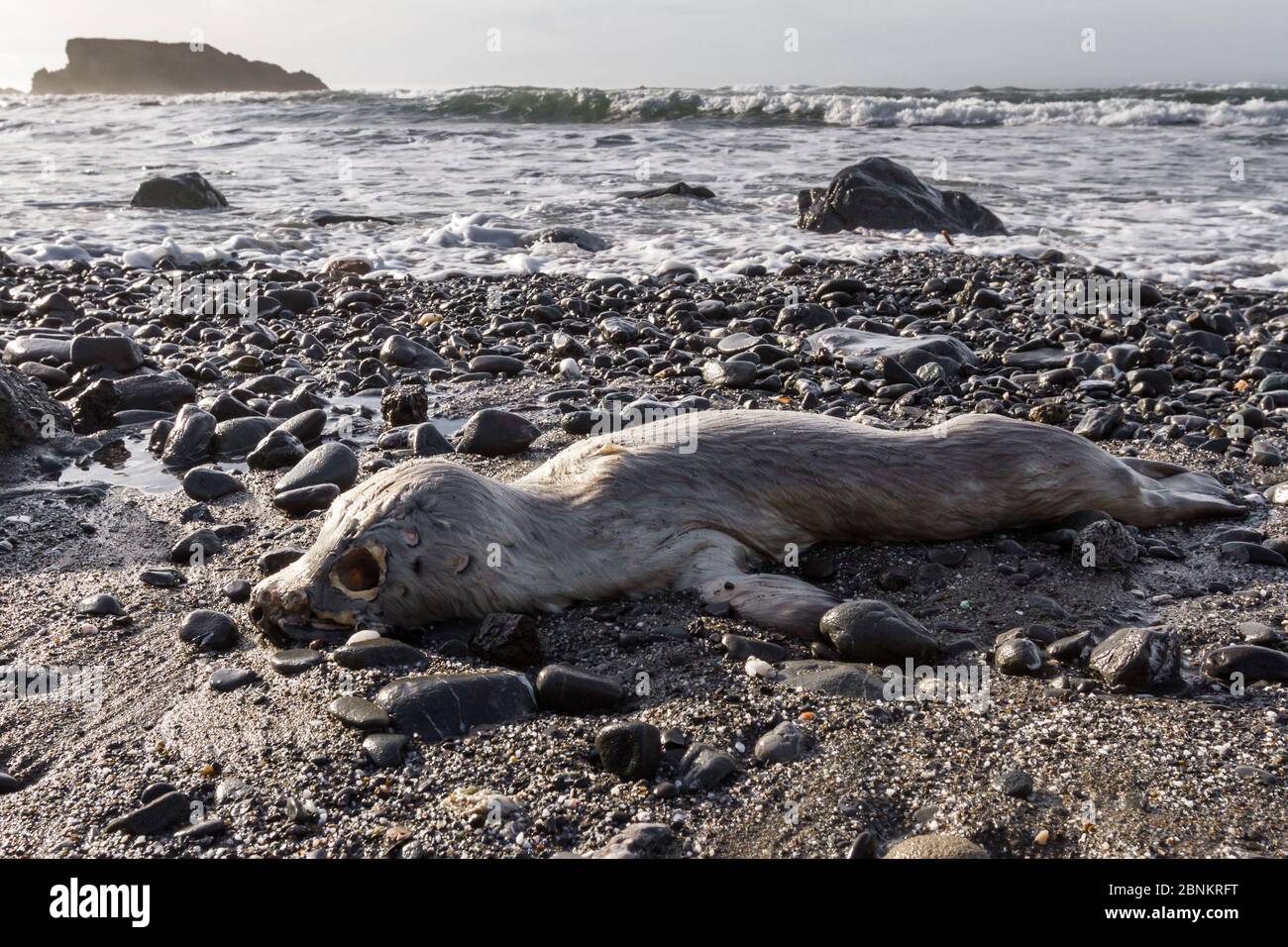 Strong and very emotional image with a dead baby earless seal washed up ...