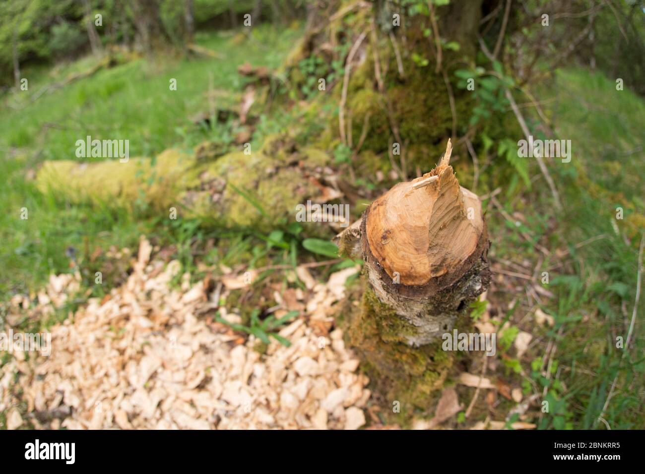Tree felled by Eurasian beaver (Castor fiber) feeding activity ...