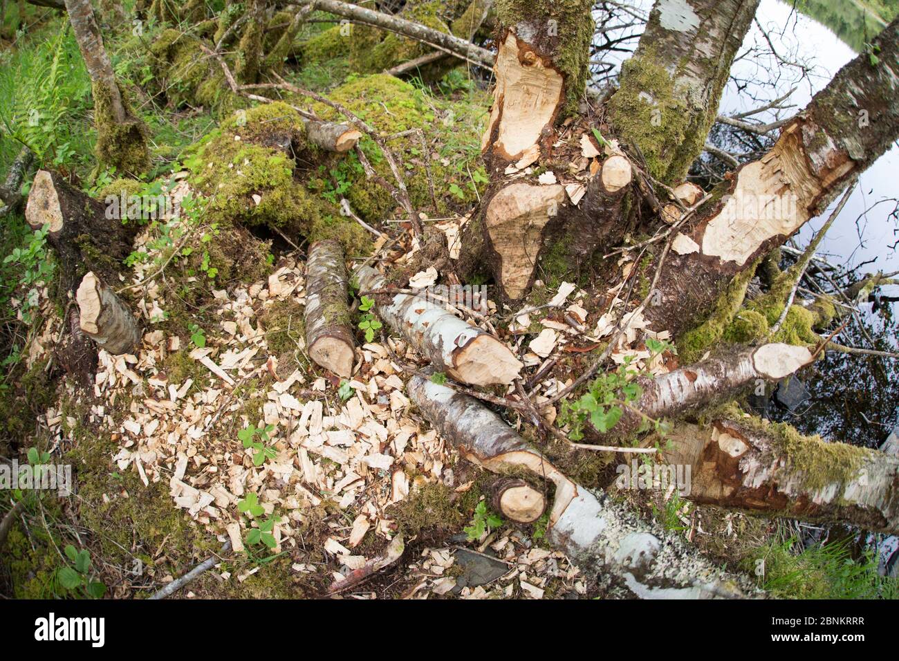 Trees and stumps with evidence of Eurasian beaver (Castor fiber ...