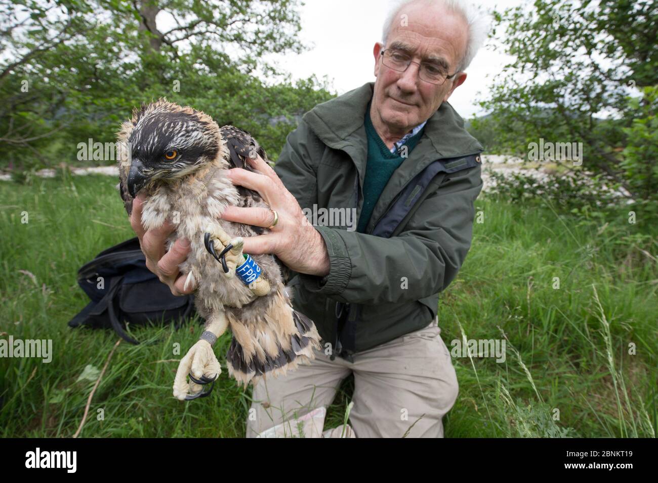 Bird ringer Roy Dennis holding Osprey (Pandion haliaetus) fledgling ...