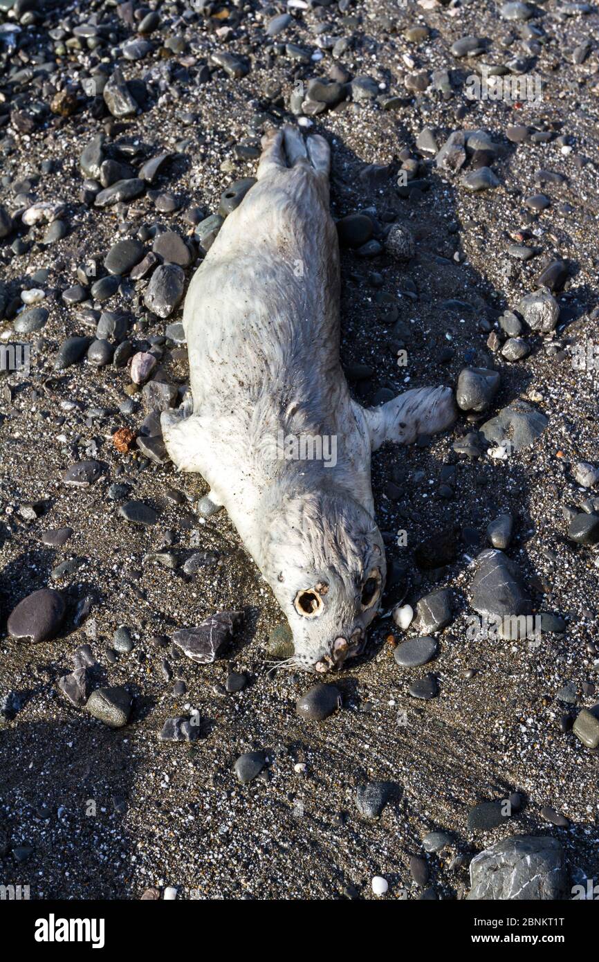 Strong and very emotional image with a dead baby earless seal washed up ...