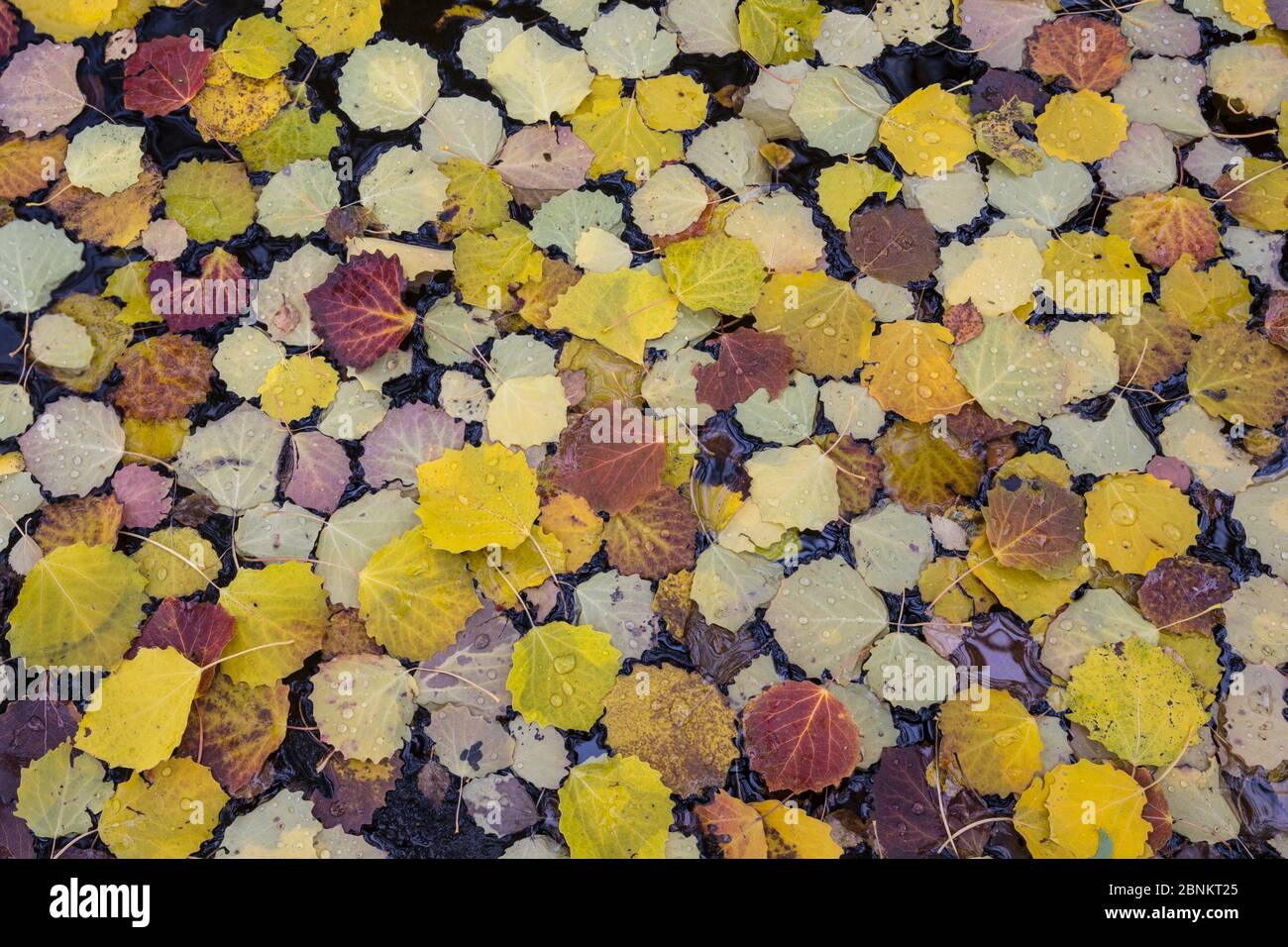 Leaves Floating On River High Resolution Stock Photography and Images ...