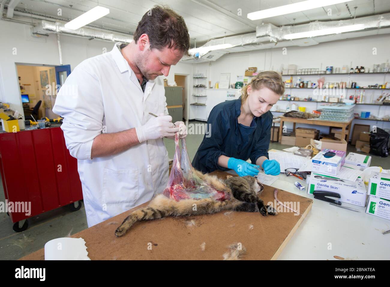 Post mortem hi-res stock photography and images - Alamy