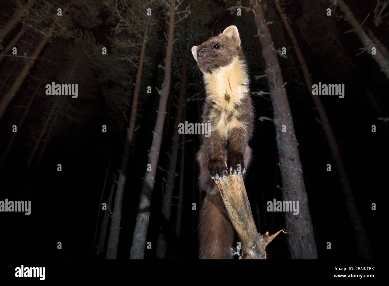Pine marten (Martes martes) perching on stump in pine woodland at night ...