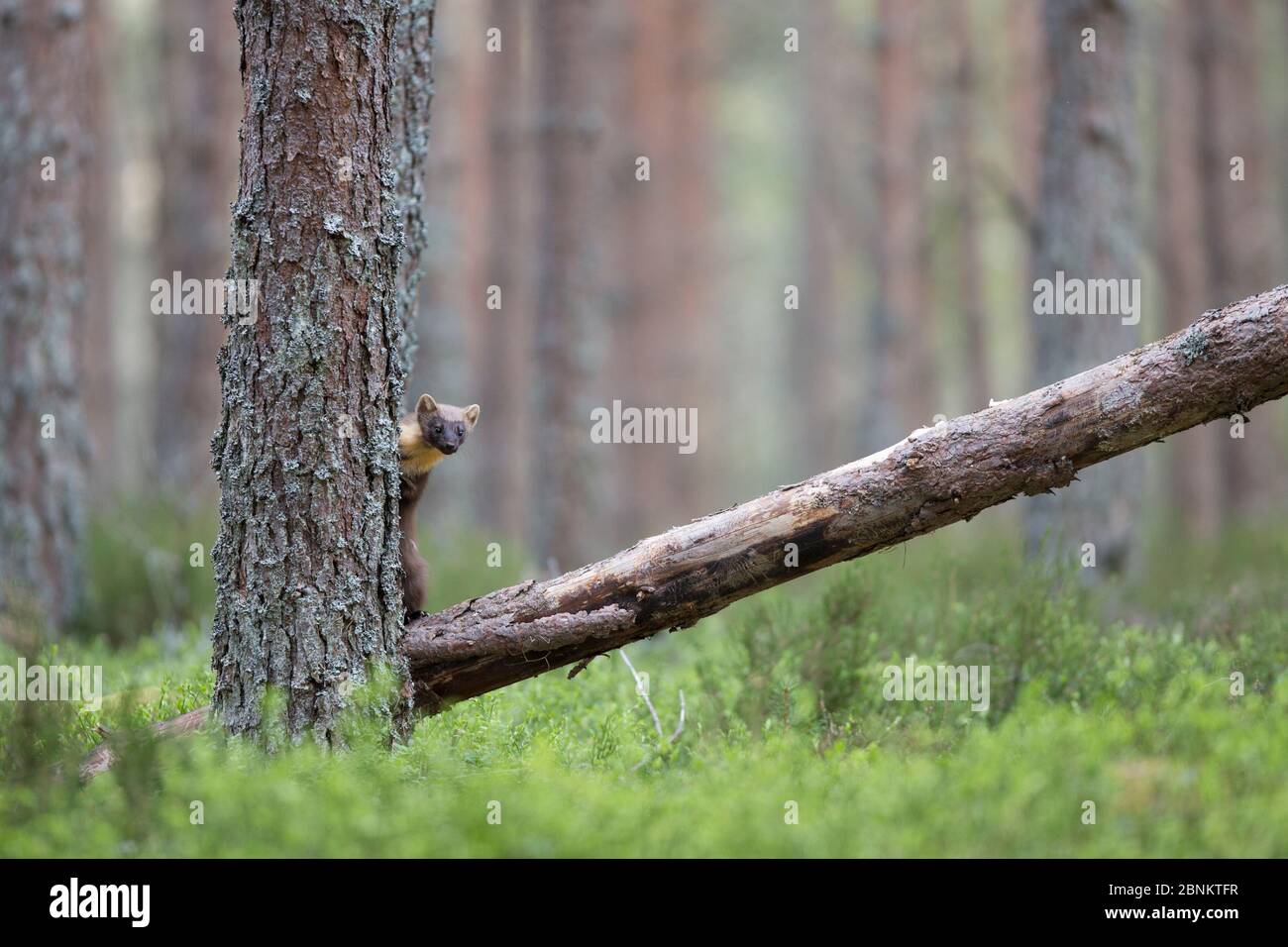 Peering around tree hi-res stock photography and images - Alamy