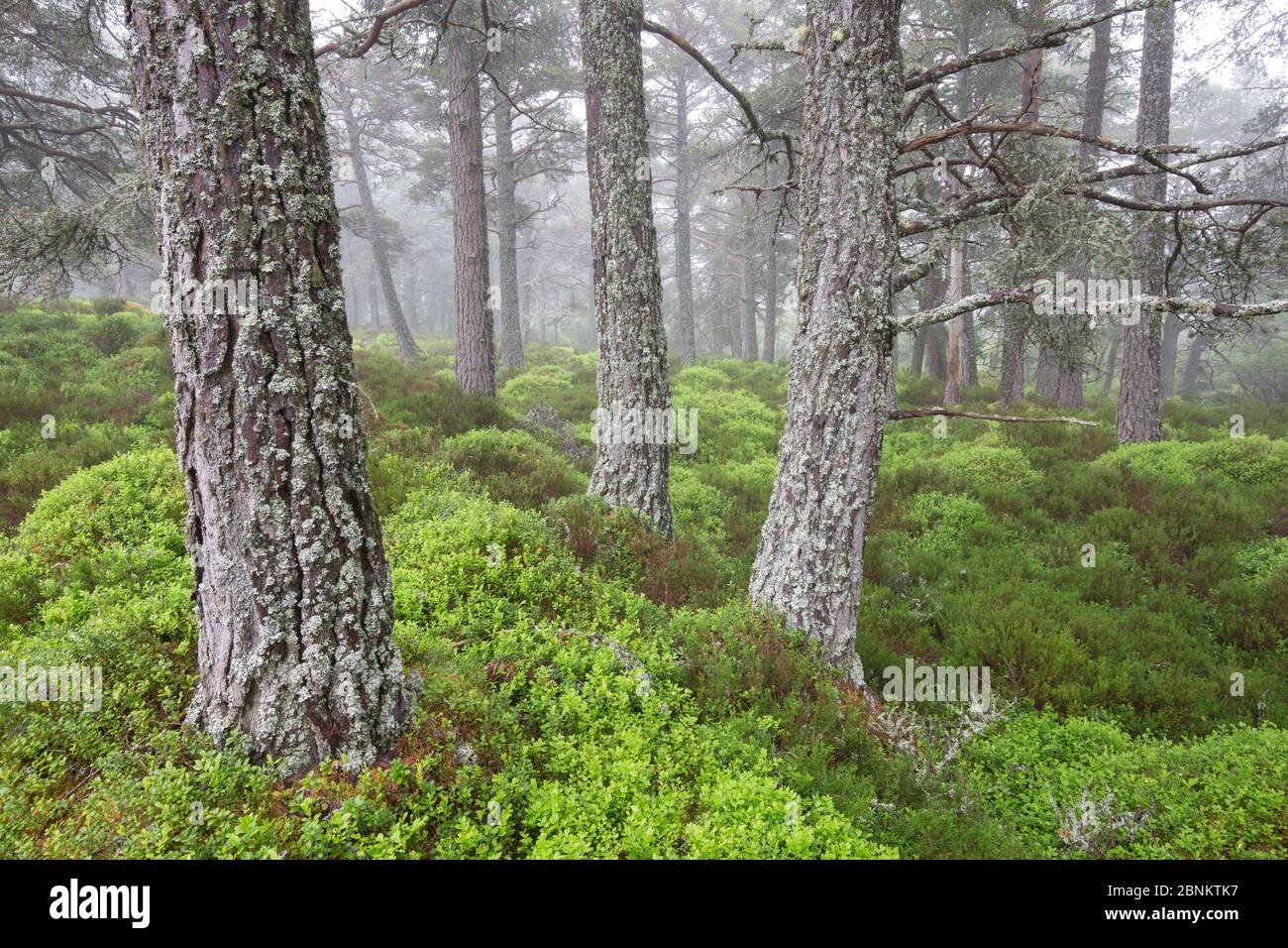 A carpet of Blaeberry (Vaccinium myrtillus) in Scots pine (Pinus ...