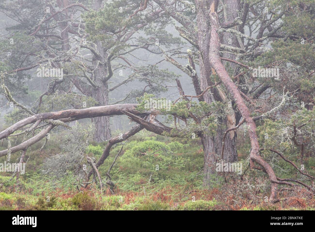 Ancient Scots pine (Pinus sylvestris) in woodland, Rothiemurchus Forest ...