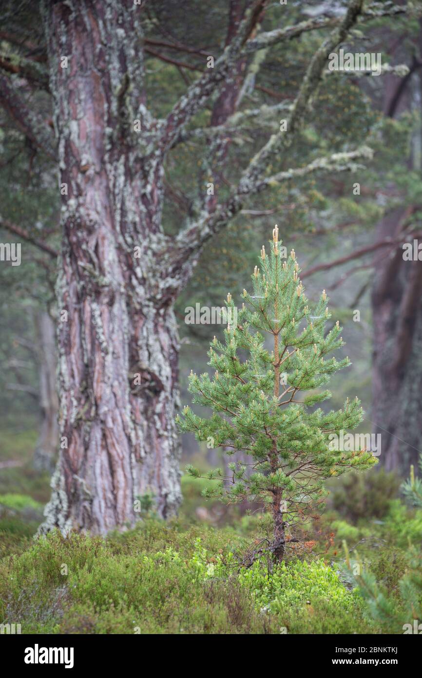 Young Scots pine (Pinus sylvestris) with veteran tree behind ...