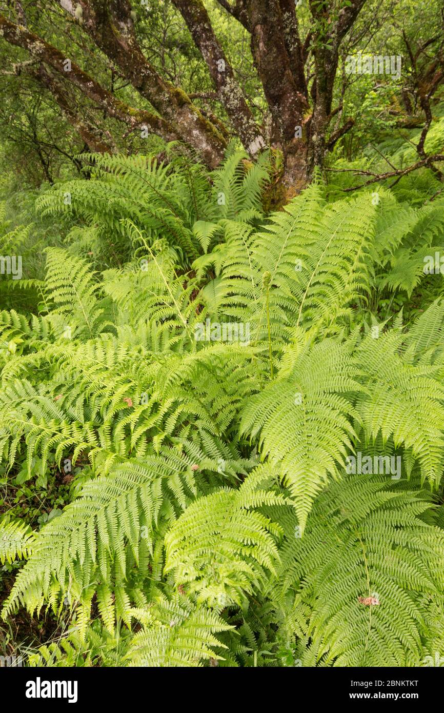 Ferns in Atlantic oakwood, Taynish National Nature Reserve, Argyll ...