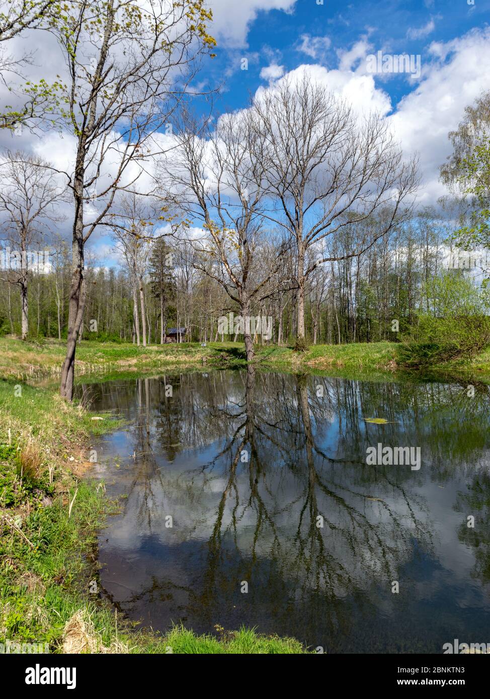 colorful spring landscape with tree silhouettes, green grass and a ...