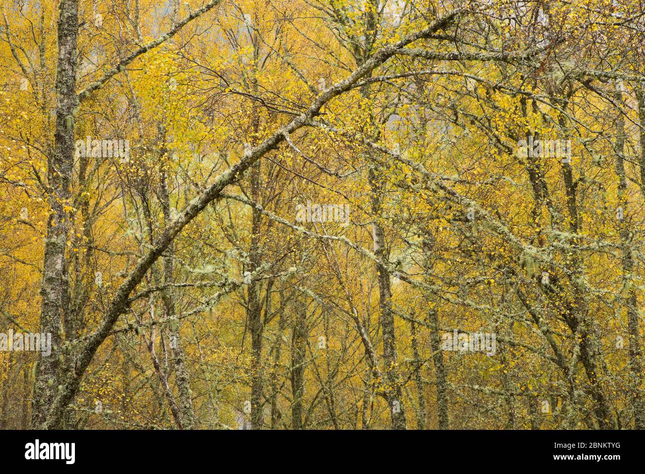 Silver birch (Betula pendula) trees in autumn colour, Glen Affric ...