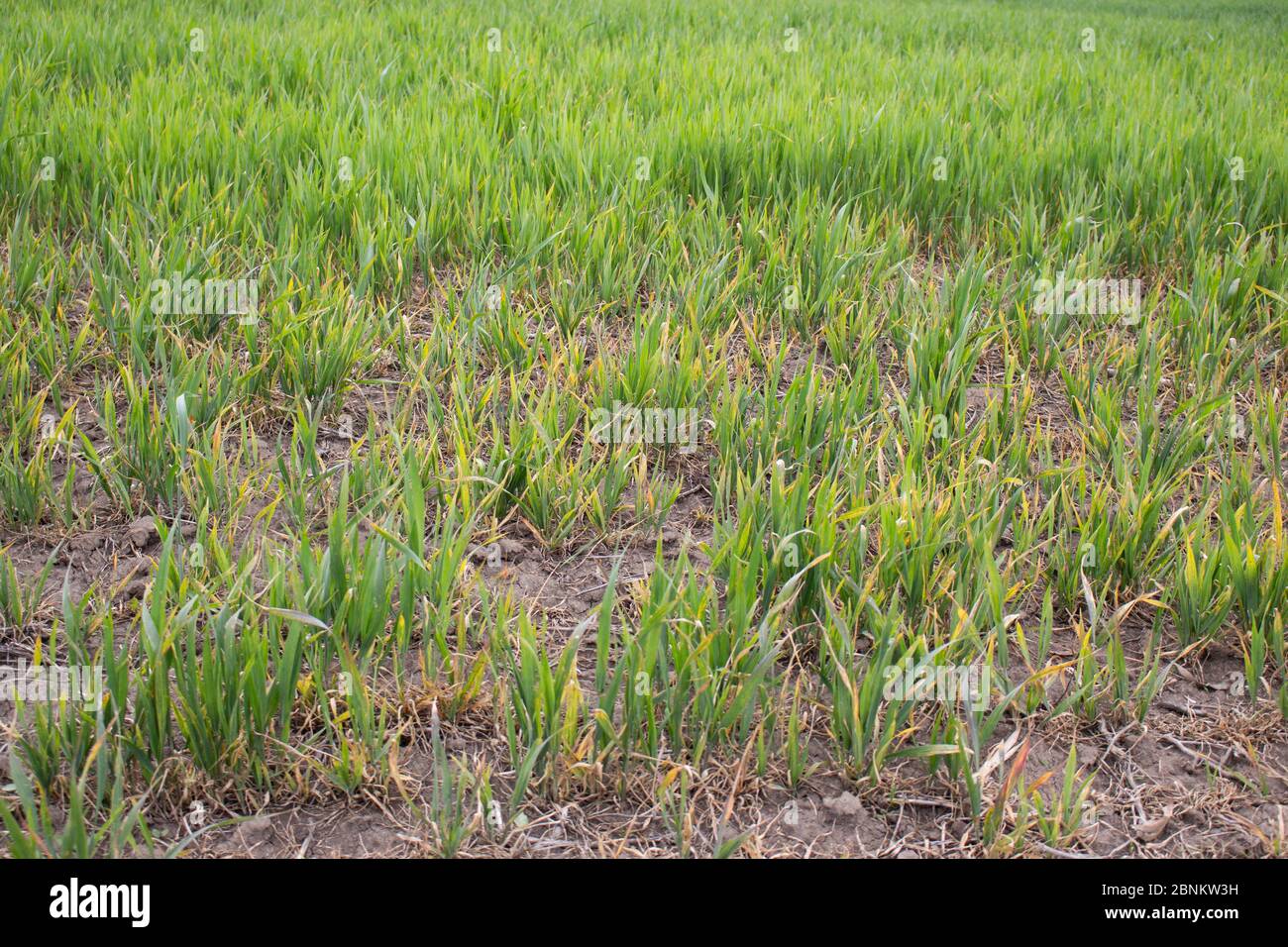 Dry wheat crops, drought and lack of moisture, bad things for crop ...