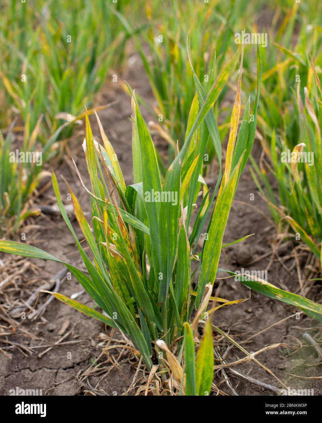 Dry wheat crops, drought and lack of moisture, bad things for crop ...