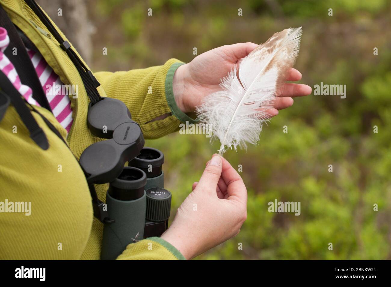 Bird feather dna hi-res stock photography and images - Alamy