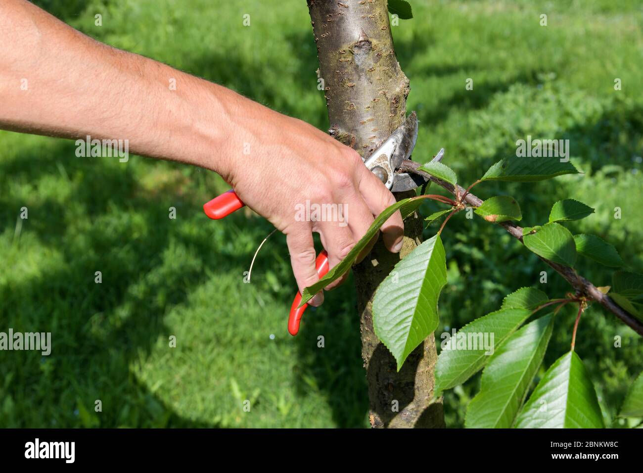 Pruning lower branches tree hi-res stock photography and images - Alamy
