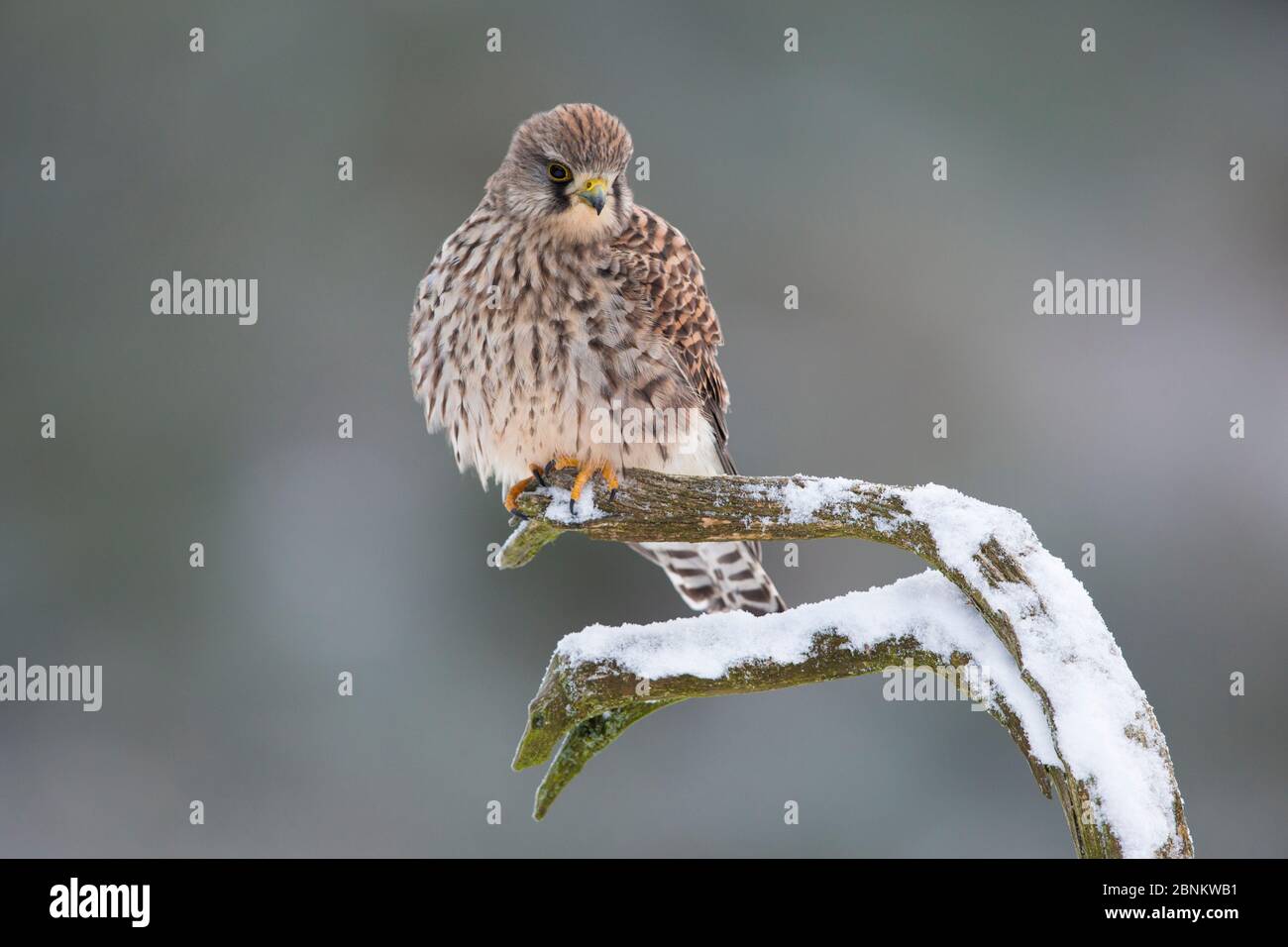 Kestrel picture hi-res stock photography and images - Alamy