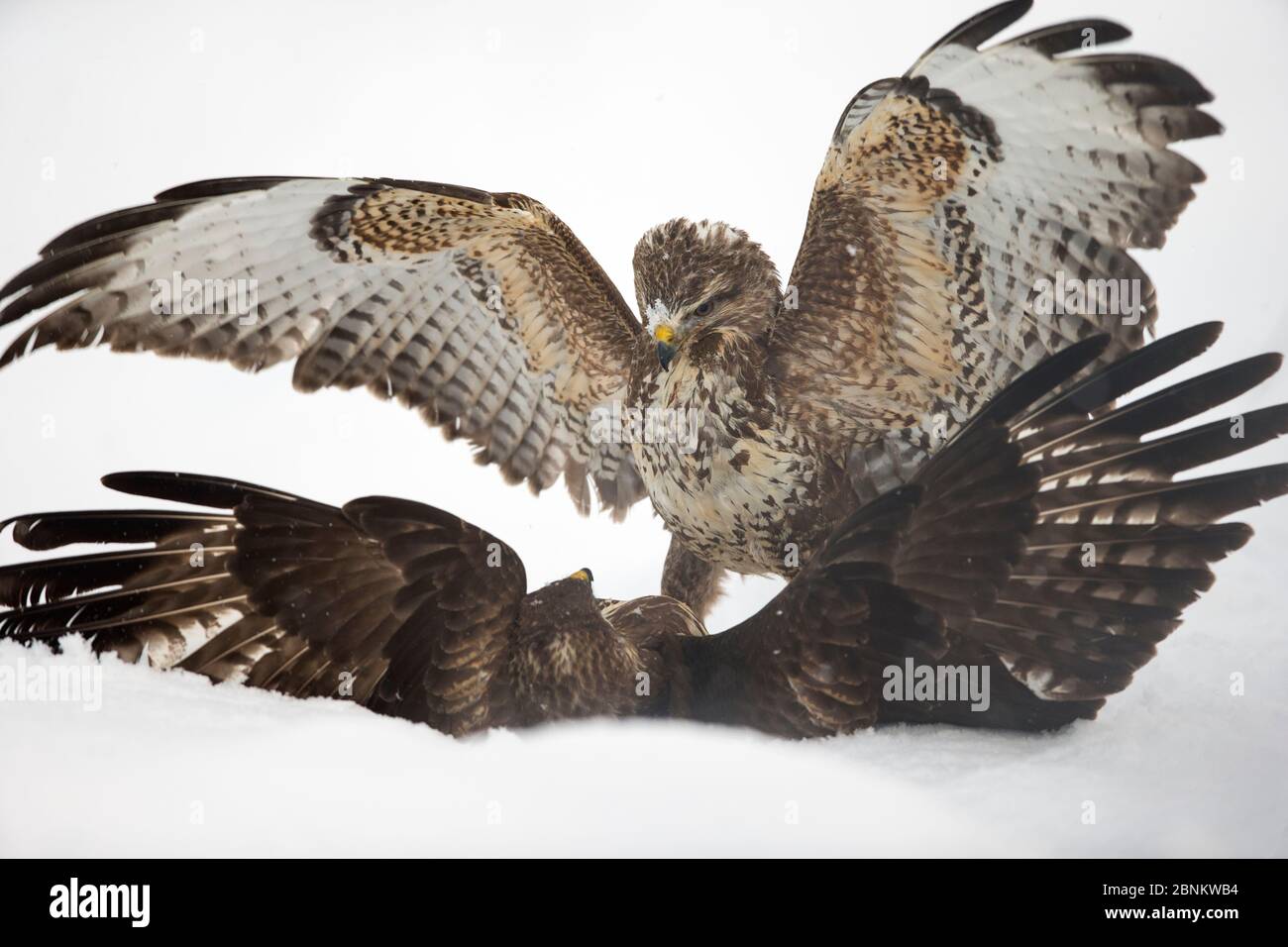 Eurasian buzzards in snow hi-res stock photography and images - Alamy