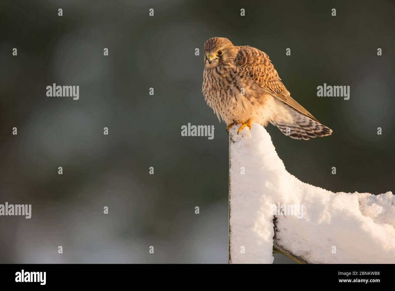 Kestrel picture hi-res stock photography and images - Alamy