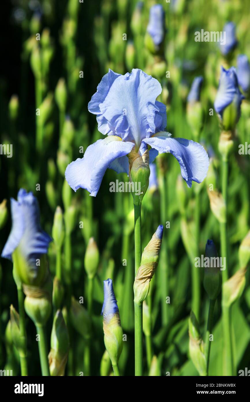 Blue iris plant hi-res stock photography and images - Alamy
