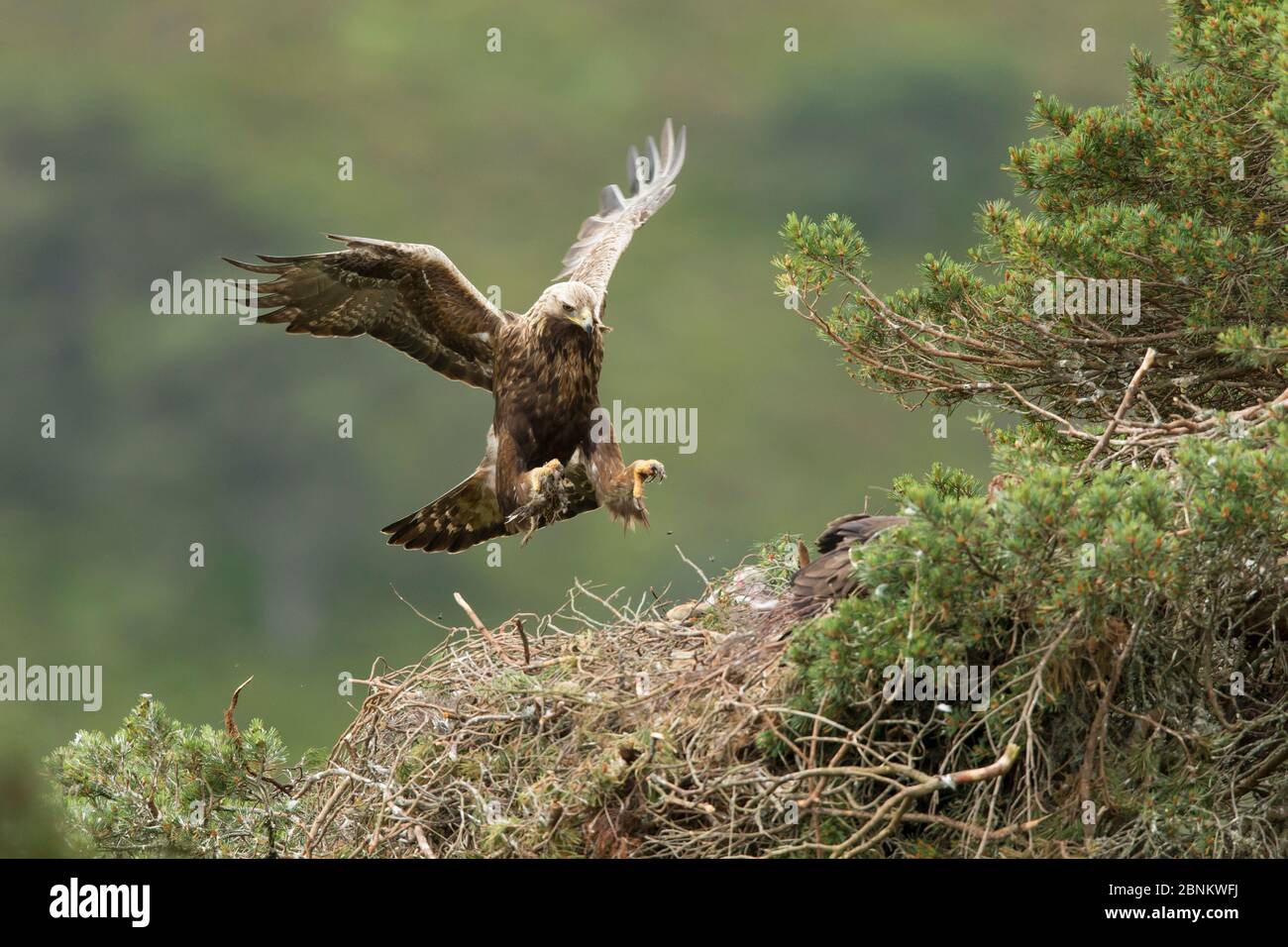 Golden eagle nest hi-res stock photography and images - Alamy