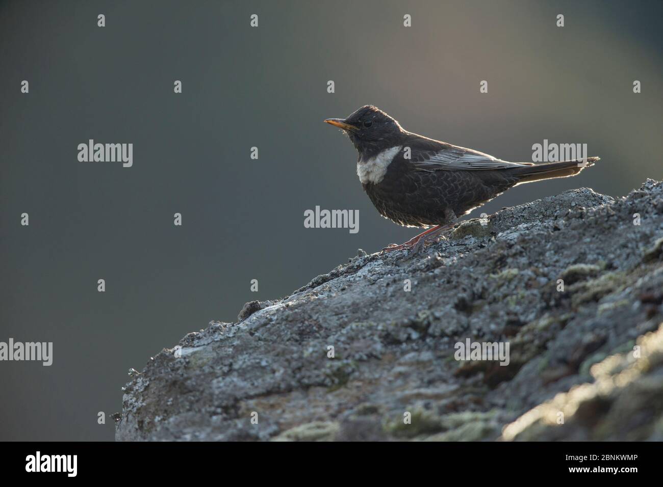 Ring Ouzel (Turdus torquatus) female perching on rock, Scotland, UK ...