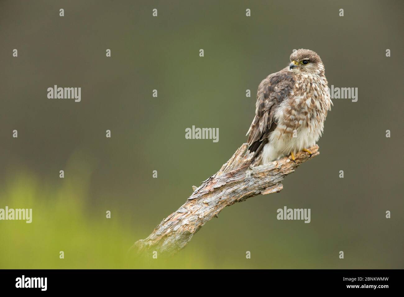 Merlin bird uk hi-res stock photography and images - Alamy