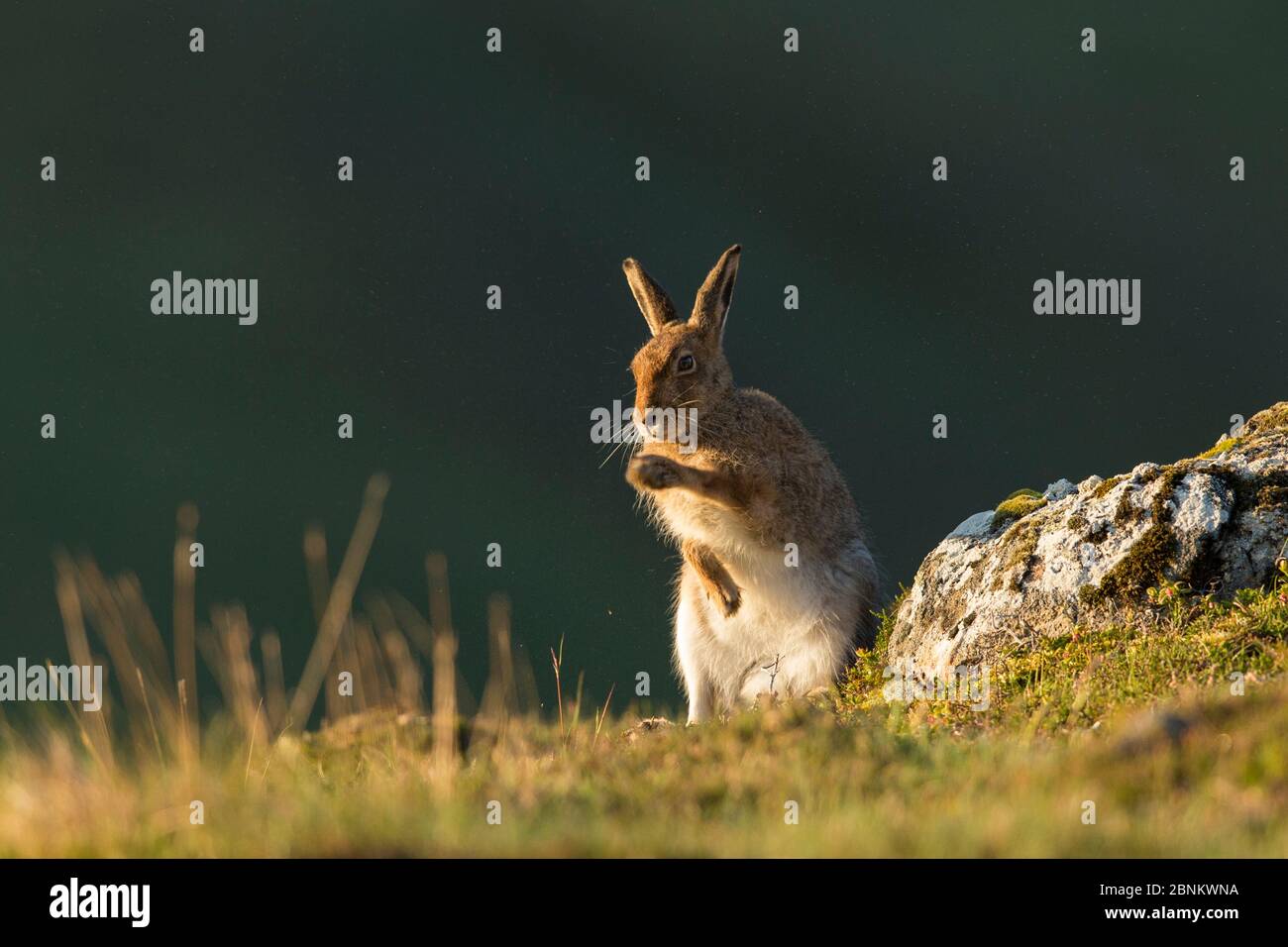 Mountain hare (Lepus timidus) shaking water from front paws, Scotland ...