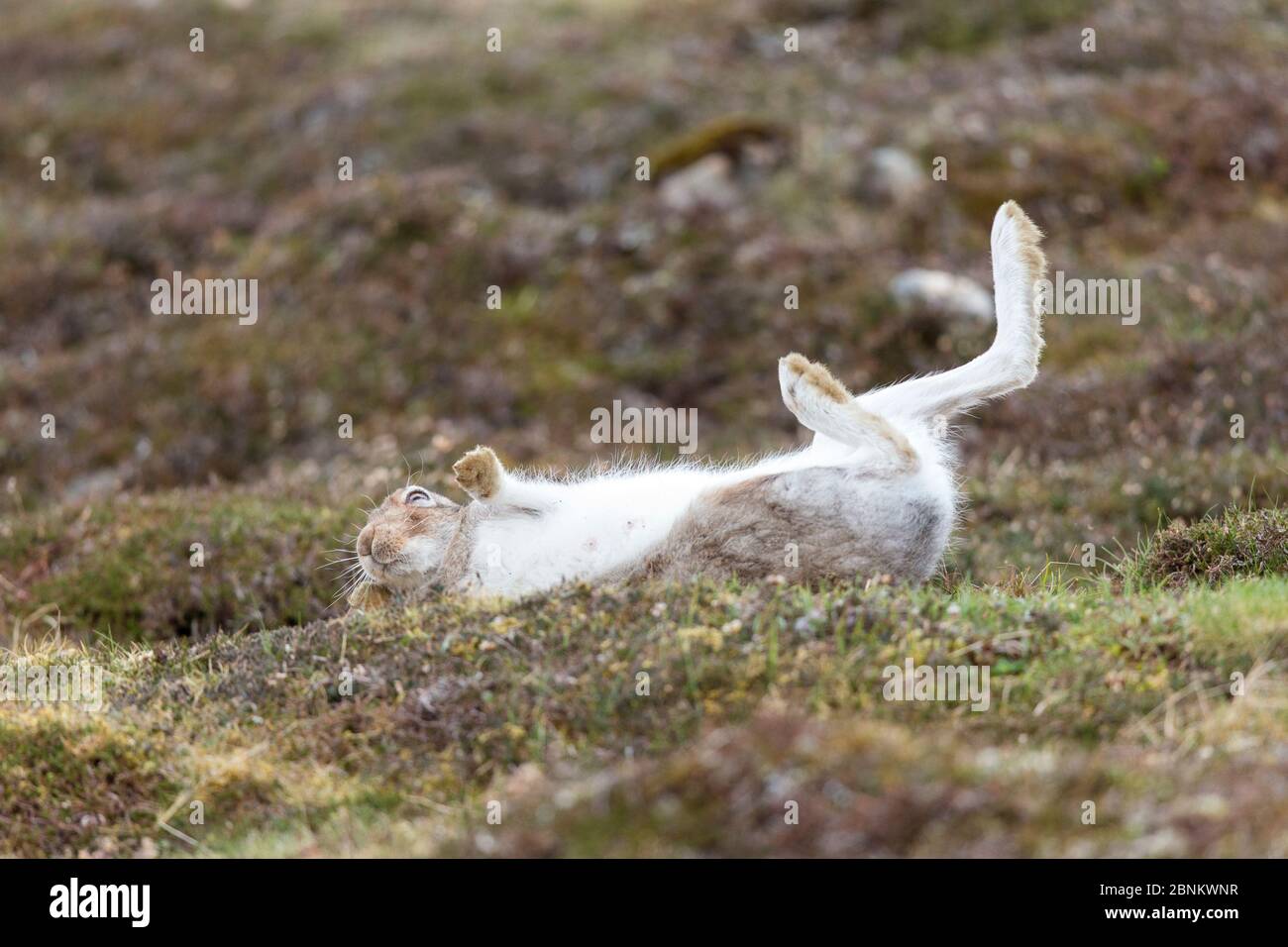 Mountain hare (Lepus timidus) on ground rolling on back, part of ...