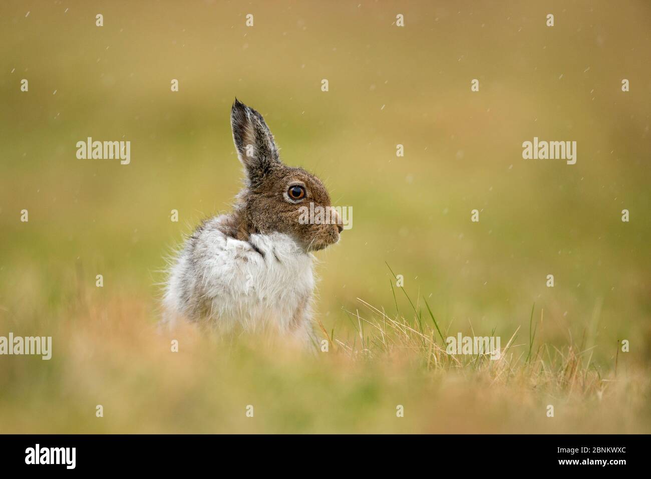 Sitting hare side profile hi-res stock photography and images - Alamy