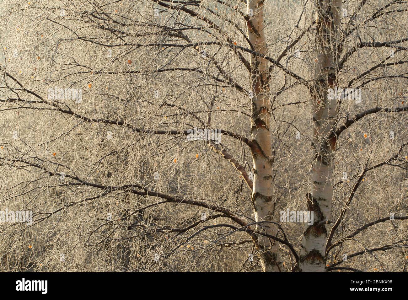 Silver Birch trees (Betula pendula) on frosty morning, Cairngorms ...