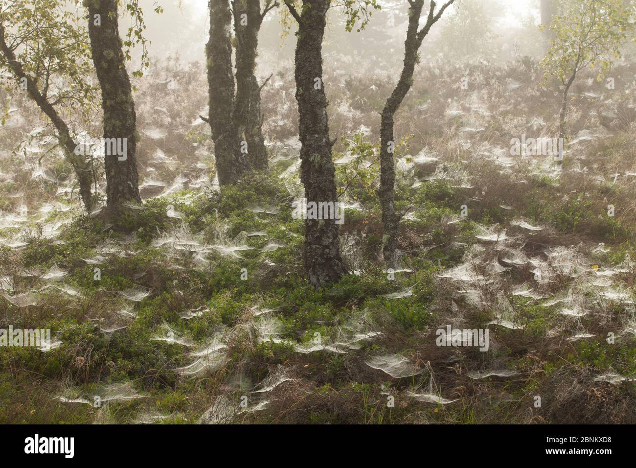 Dew-covered spider's webs in birch woodland, Cairngorms National Park ...