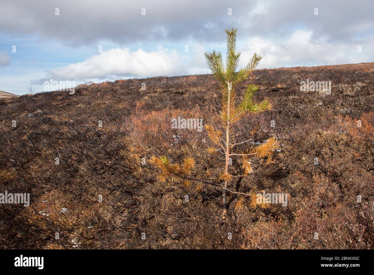 Pine sapling scorched during muirburn / burn on upland grouse shooting ...