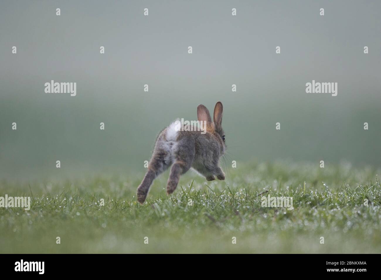 Rabbit rear view hi-res stock photography and images - Alamy