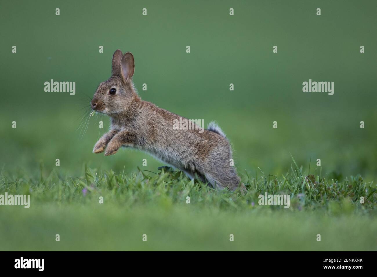 Rabbit (Oryctolagus cuniculus) juvenile running, Burgundy, France Stock ...