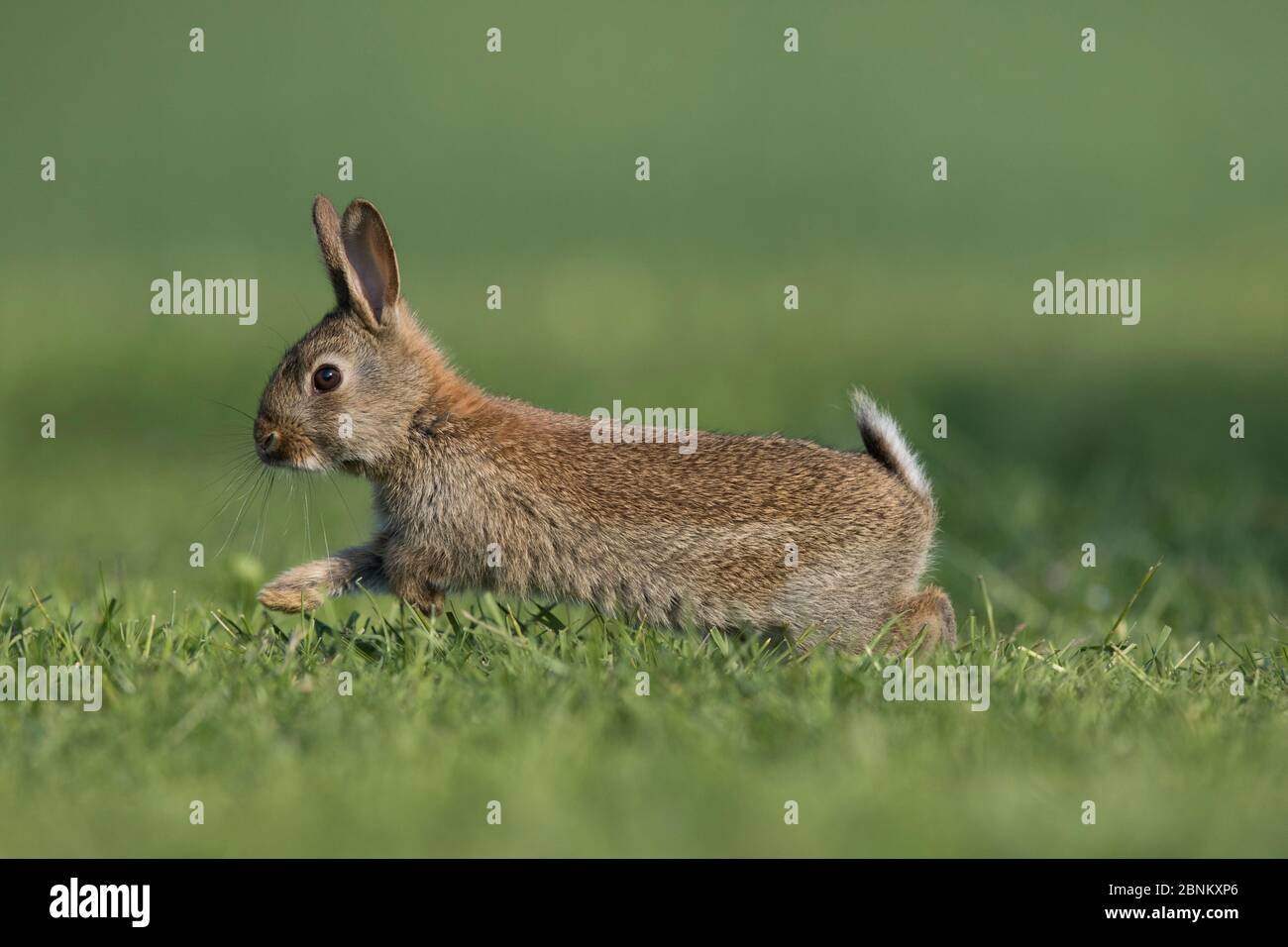 Running dwarf hi-res stock photography and images - Alamy