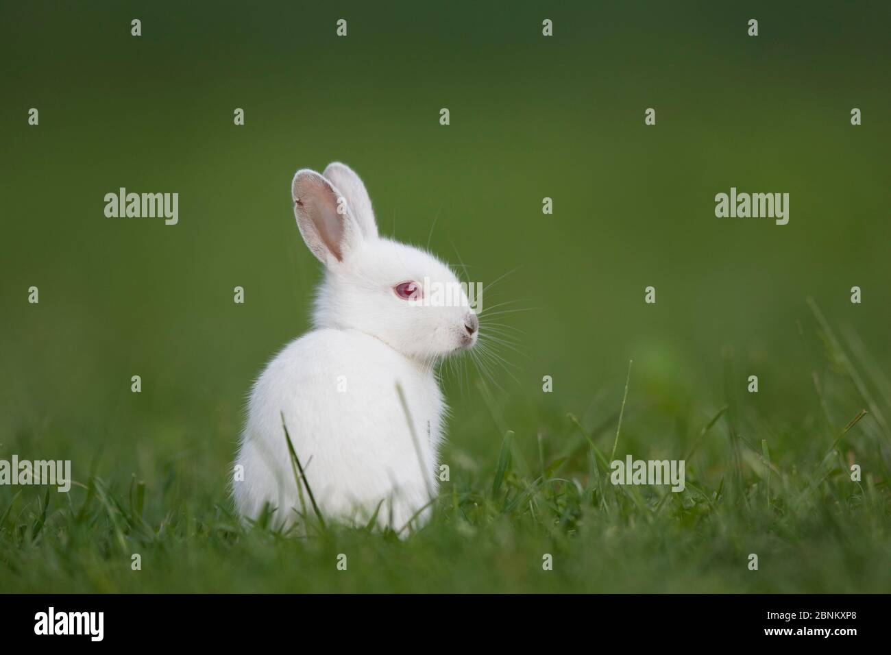 Rabbit (Oryctolagus cuniculus) juvenile albino, Burgundy, France. May ...