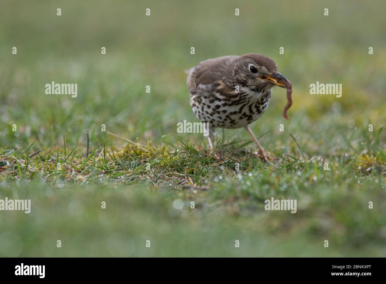 Thrush with worm hi-res stock photography and images - Alamy