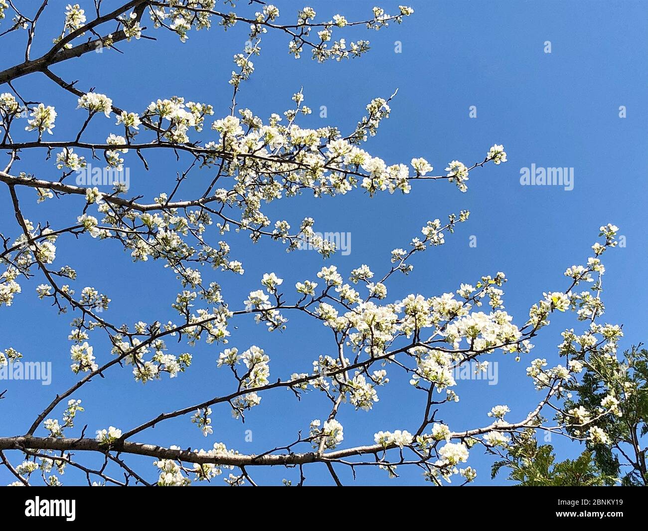 white flowers in spring in Canada Stock Photo - Alamy