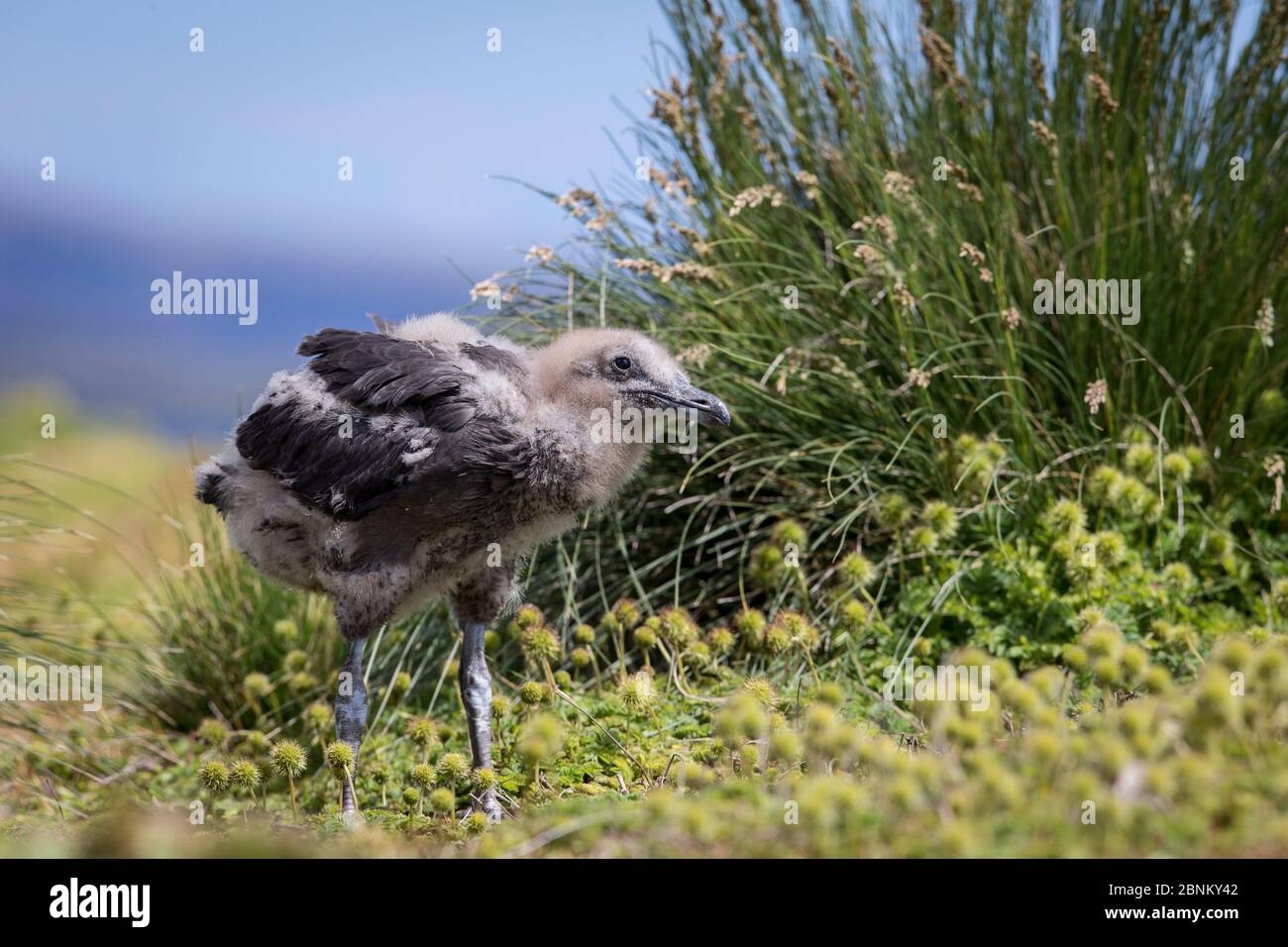 Subantarctic skua (Catharacta antarctica) chick at Enderby Island in ...