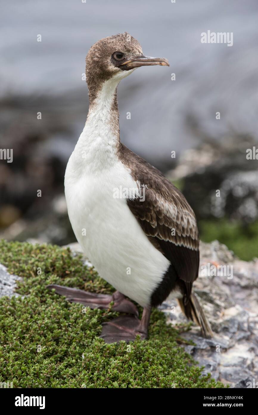 Auckland shag hi-res stock photography and images - Alamy