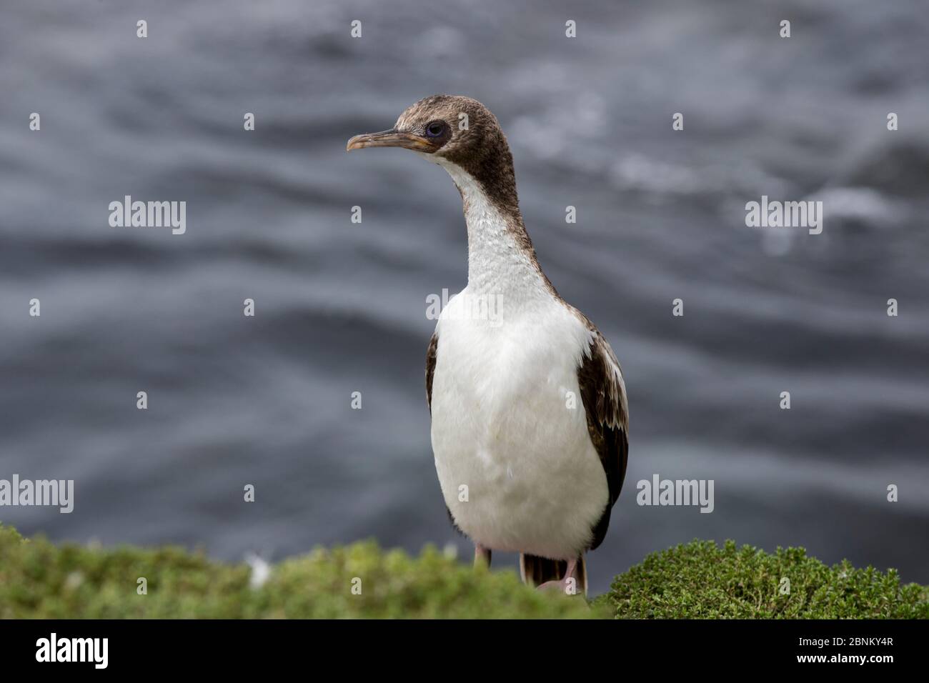 Auckland Island shag (Leucocarbo colensoi) juvenile at Enderby Island ...