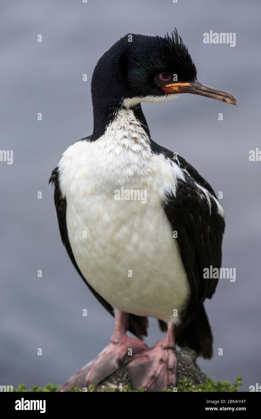 Auckland Island shag (Leucocarbo colensoi) at Enderby Island in the ...