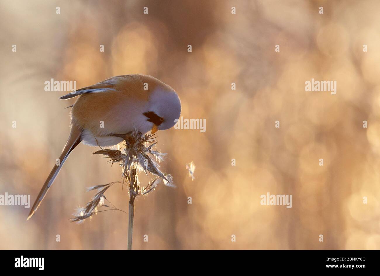 Bearded tit (Panurus biarmicus) male eating seed heads in winter, Espoo ...