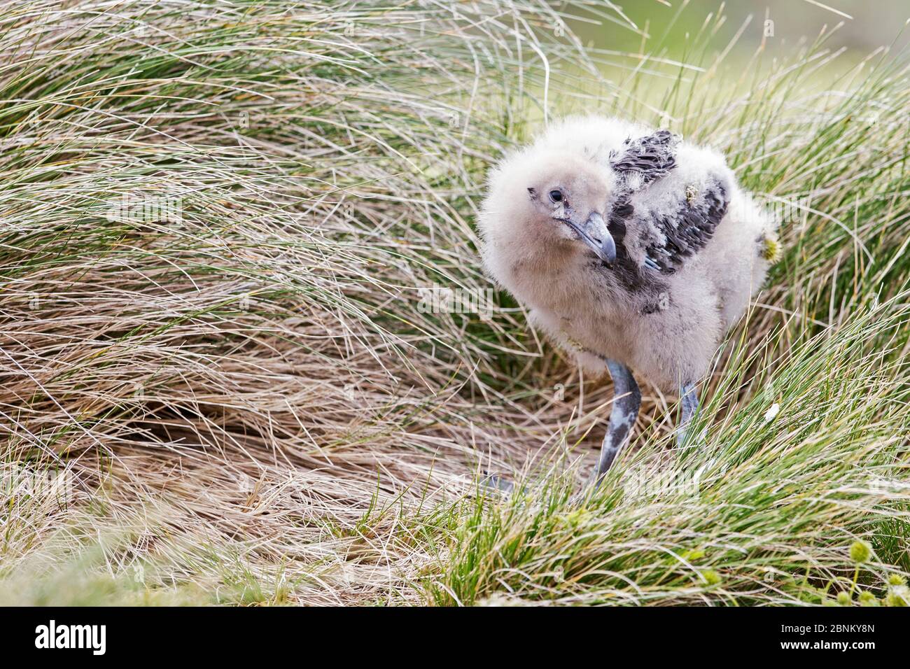 Subantarctic skua (Catharacta antarctica) chick at Enderby Island in ...