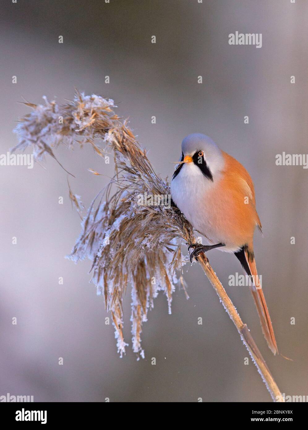 Bearded tit (Panurus biarmicus) male on icy reed, Helsinki, Finland ...